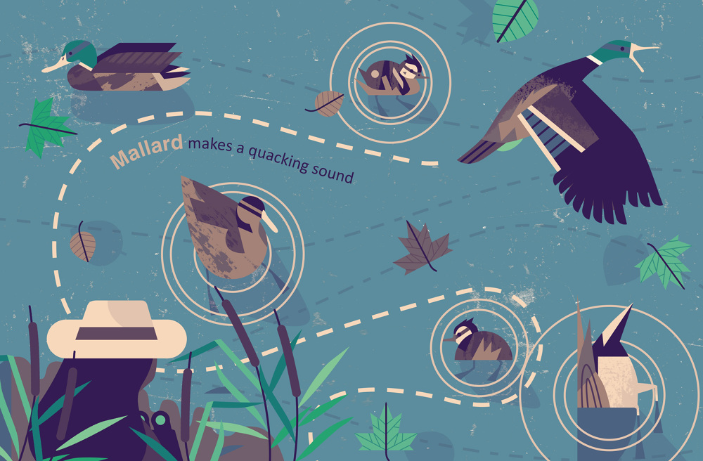 Bird Search - Owen Davey Illustration